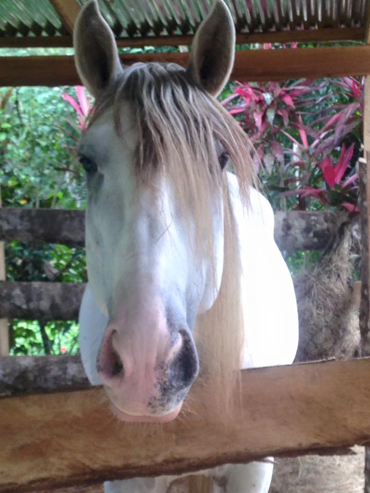 magnusface – Conscious Equine Connections